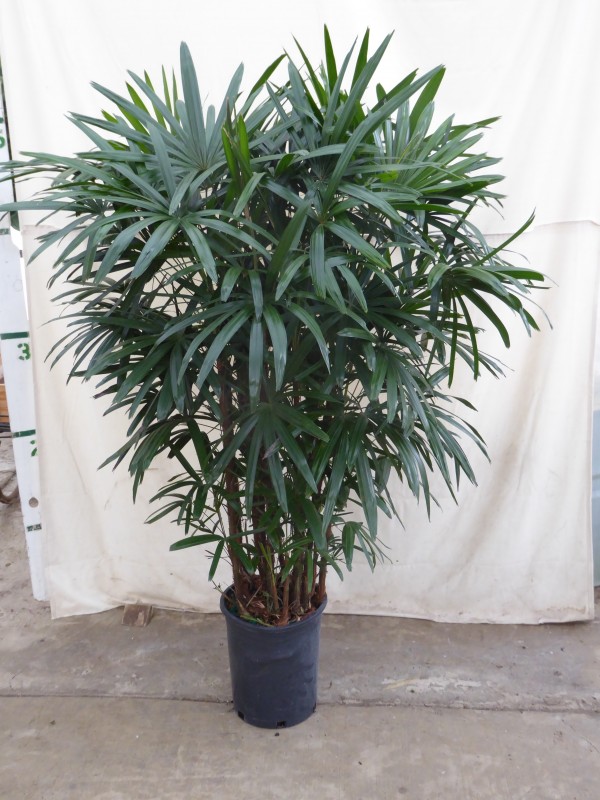 10″ Rhapis Excelsa | Green House Nurseries